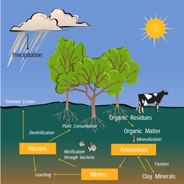 Nitrogen Cycle Diagram Worksheet